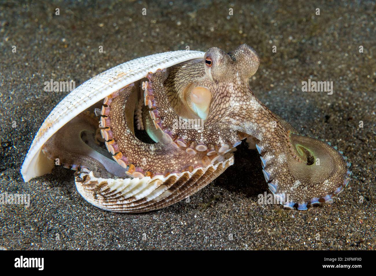 Veined octopus (Amphioctopus marginatus) emerges from its shelter of ...
