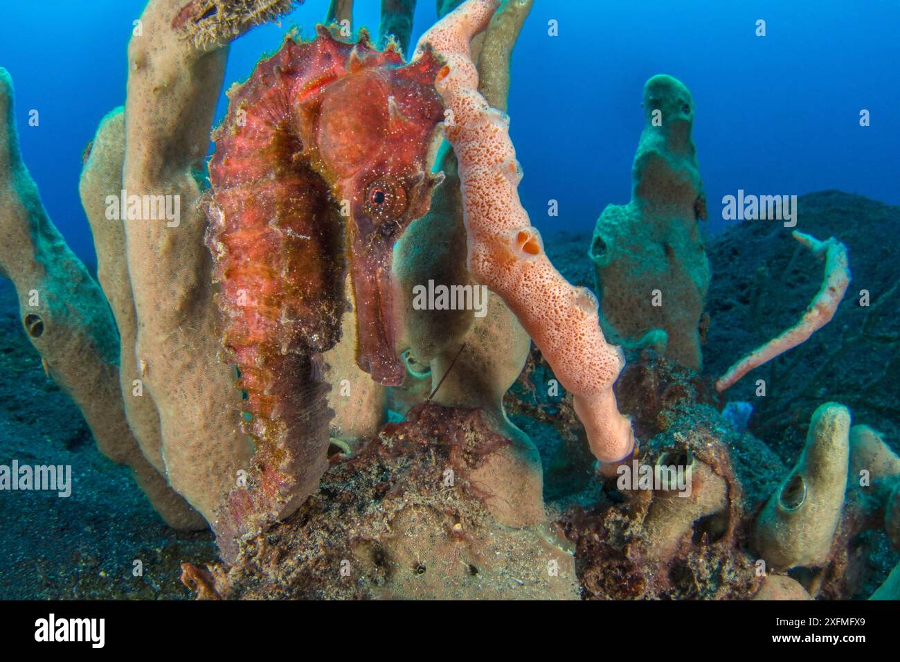 Wide angle portrait of a red female Hedgehog seahorse (Hippocampus ...