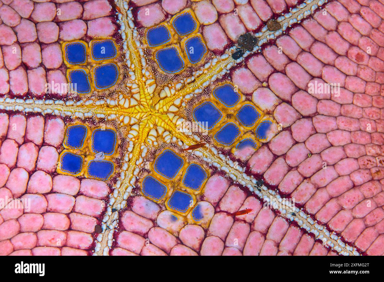Photo showing detail of the underside and mount of a honeycomb sea star ...
