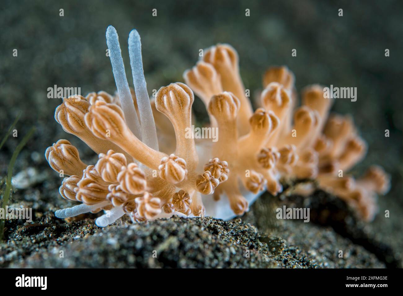 Mimicry sea hi-res stock photography and images - Alamy