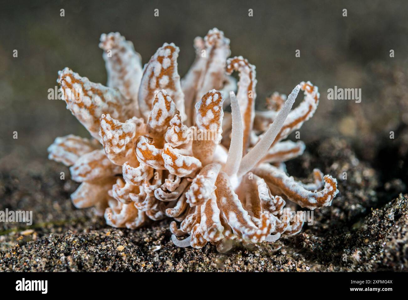 Nudibranch (Phyllodesmium jakobsenae) moves across the sand between the ...