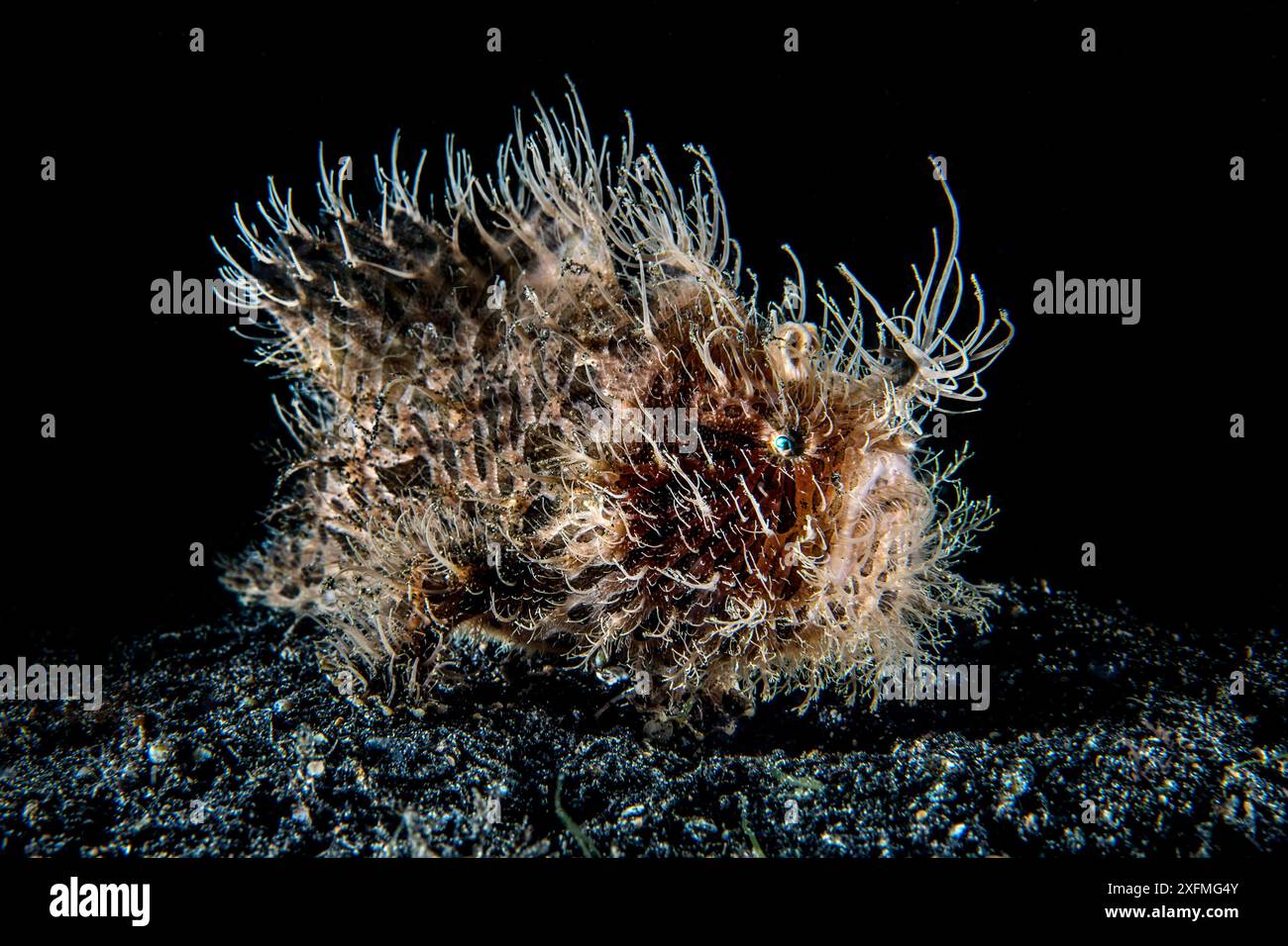 Hairy frogfish (Antennarius striatus) moving over a black sand seabed ...