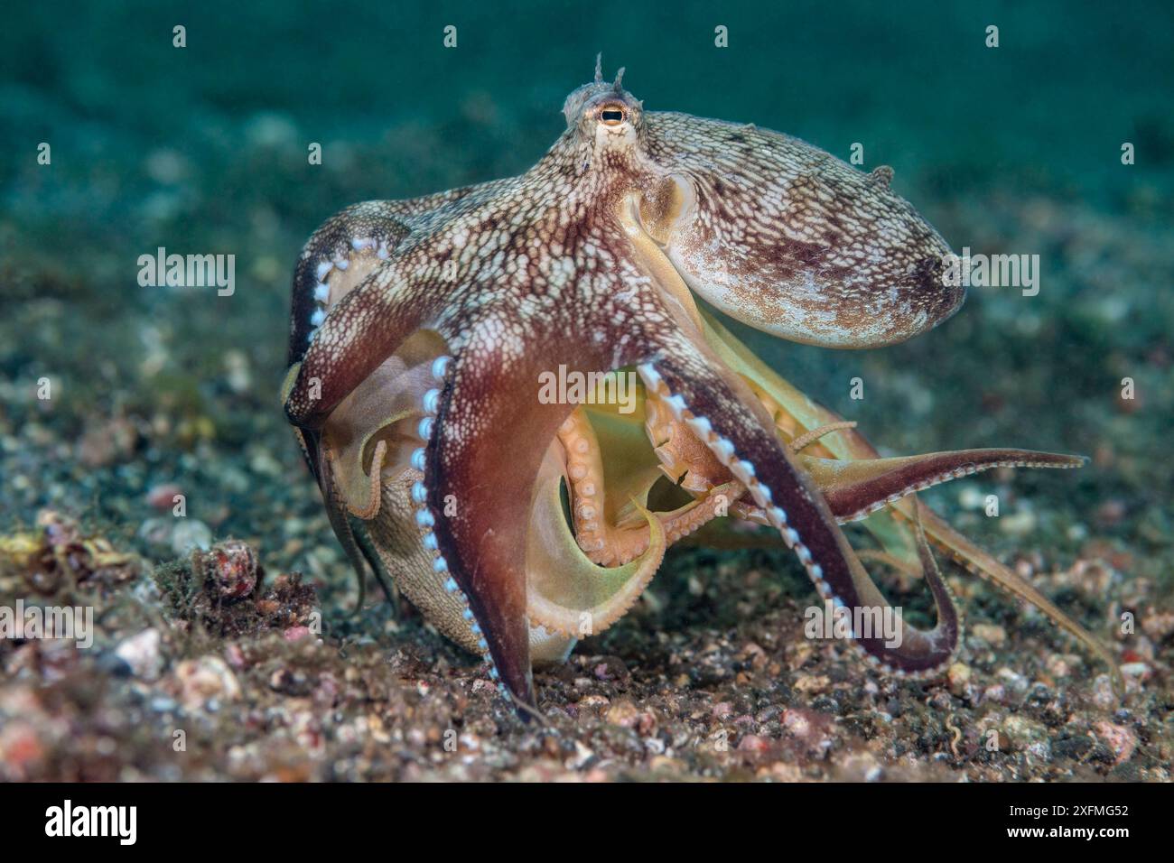 Veined octopus (Amphioctopus marginatus) fighting. Possibly female ...