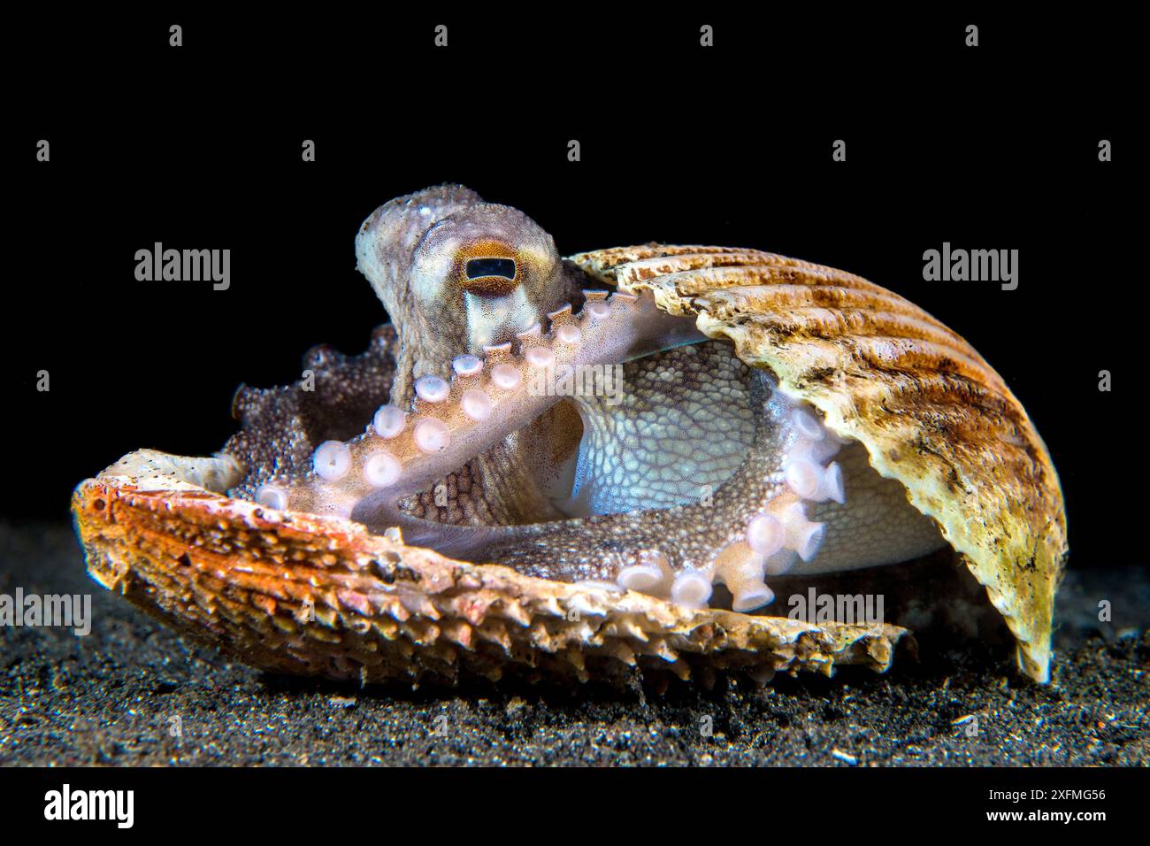 Veined octopus (Amphioctopus marginatus) sheltering in an old clam ...