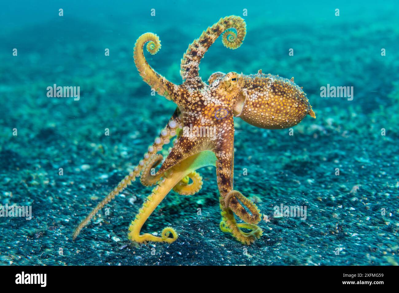 Motoi / Ocellate octopus (Amphioctopus mototi), displaying its arms as ...