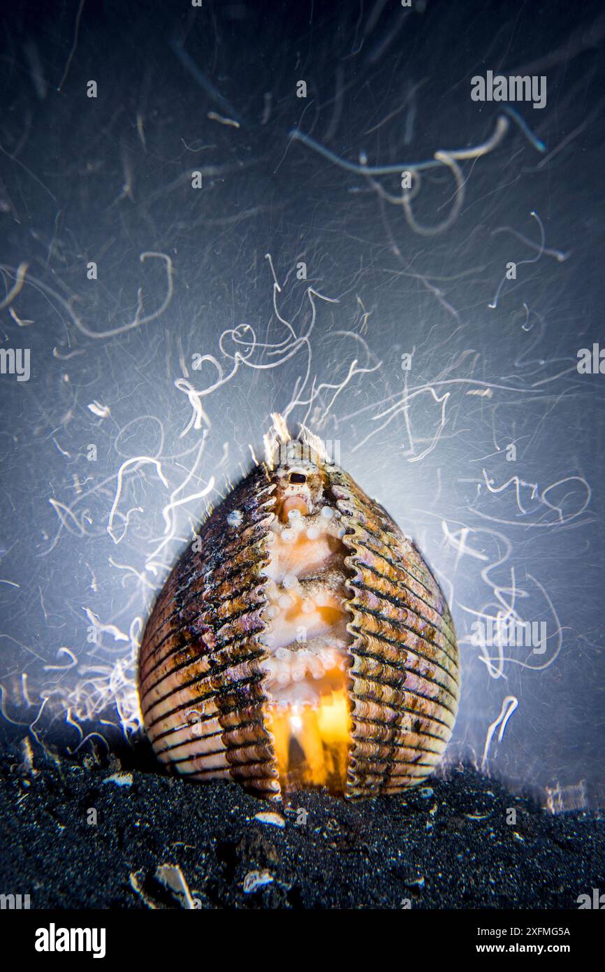 Veined octopus (Amphioctopus marginatus) sheltering in an old clam ...