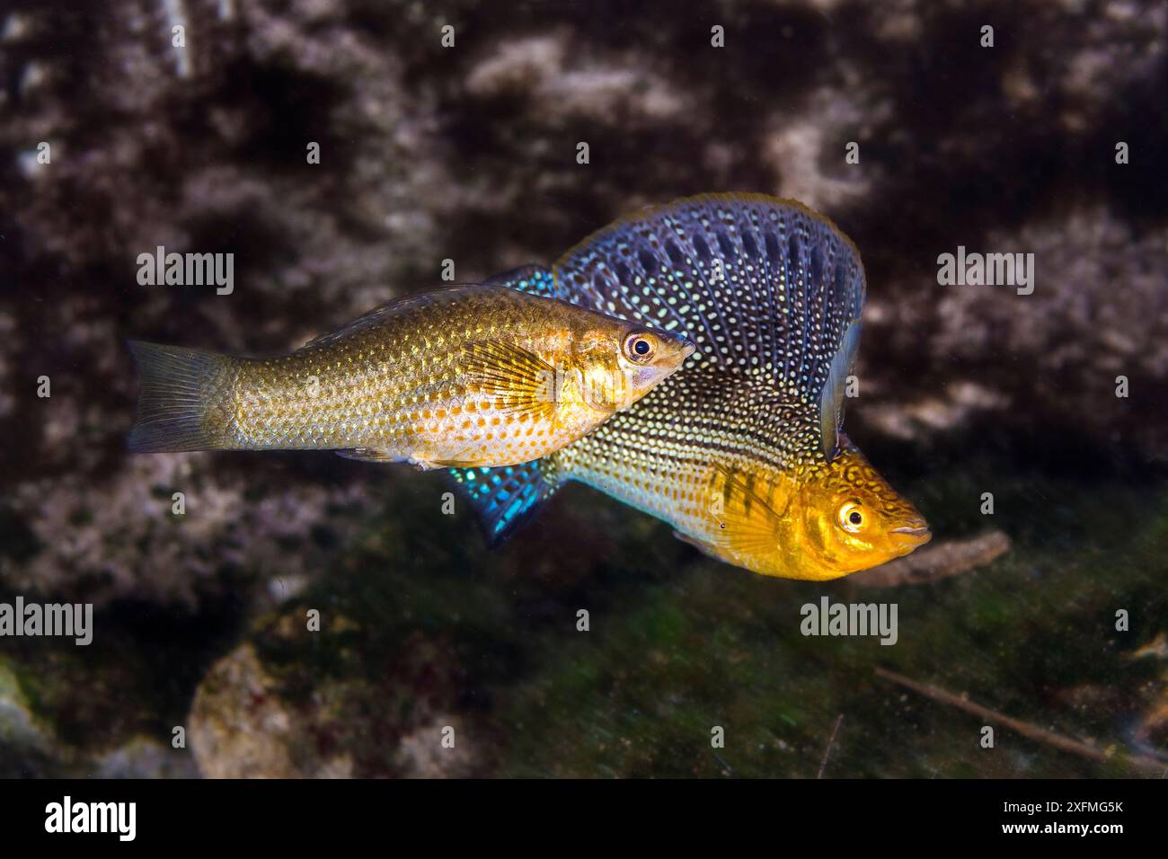 Sailfin molly (Poecilia velifera) displaying his large flag-like dorsal ...