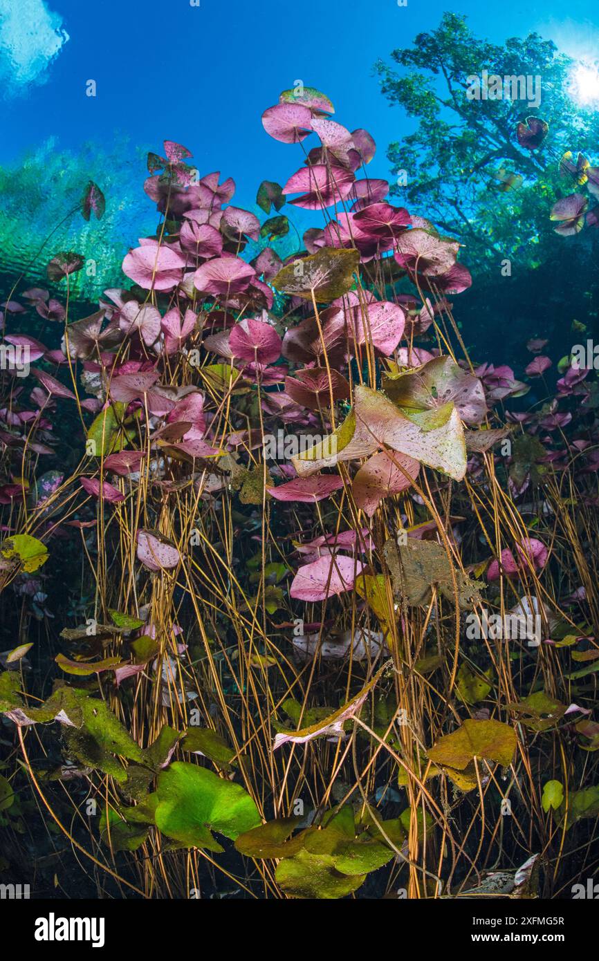 Yucatan cenote water lilies hi-res stock photography and images - Alamy