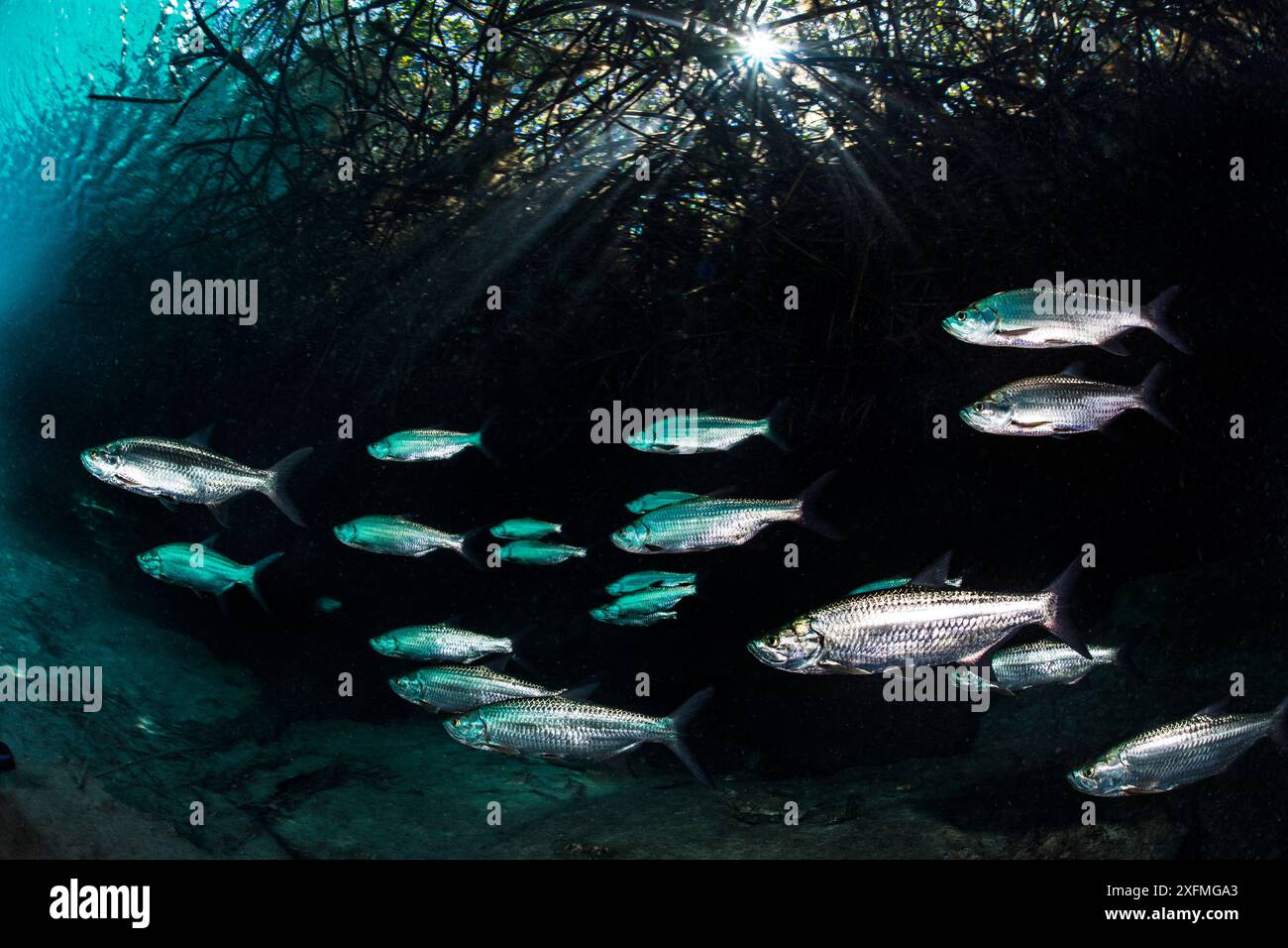 Mangrove tree roots rhizophora mangle hi-res stock photography and ...