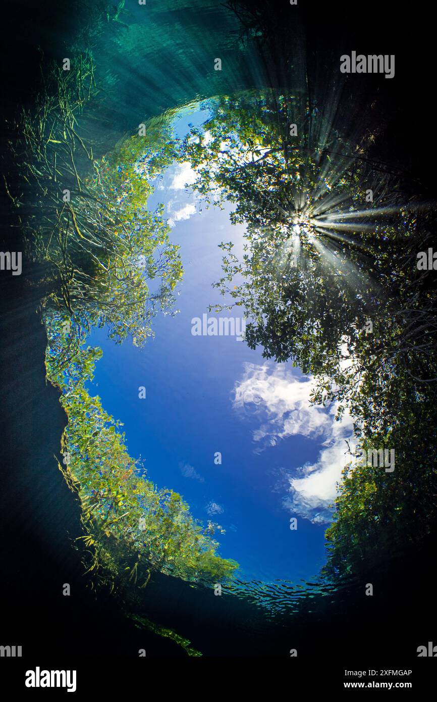 Sun light filters down through the leaves of a Red mangrove tree ...