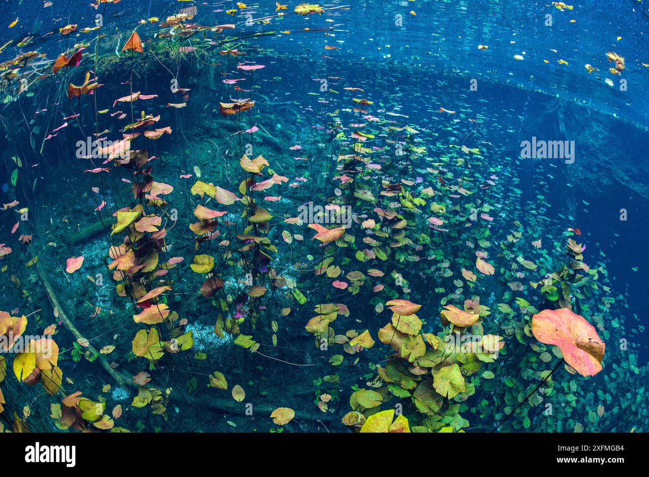Dense stand of water lilies (Nymphaea mexicana) growing in a cenote (a ...