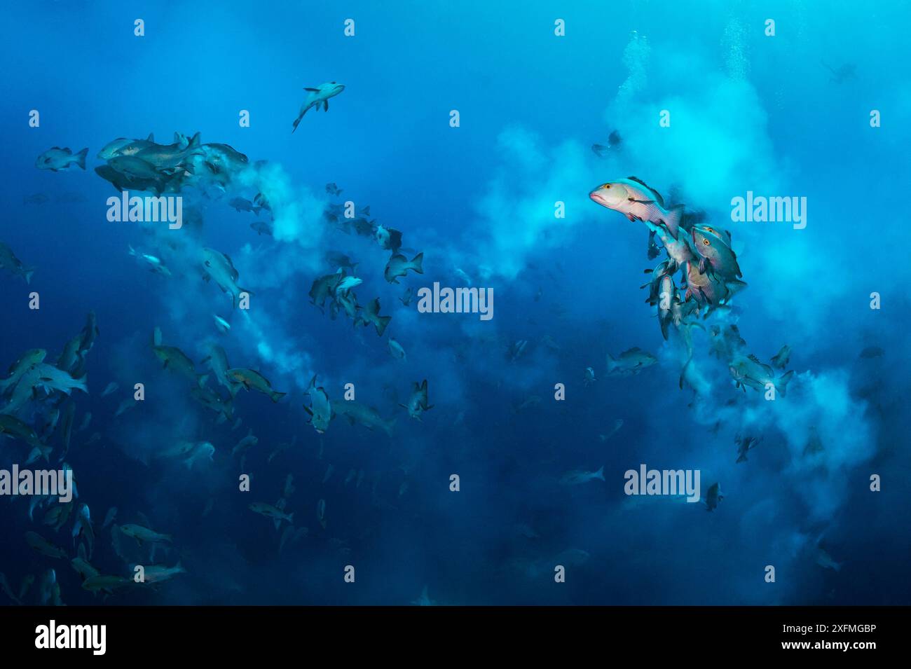 Bohar snappers (Lutjanus bohar) breaking up into smaller groups to ...