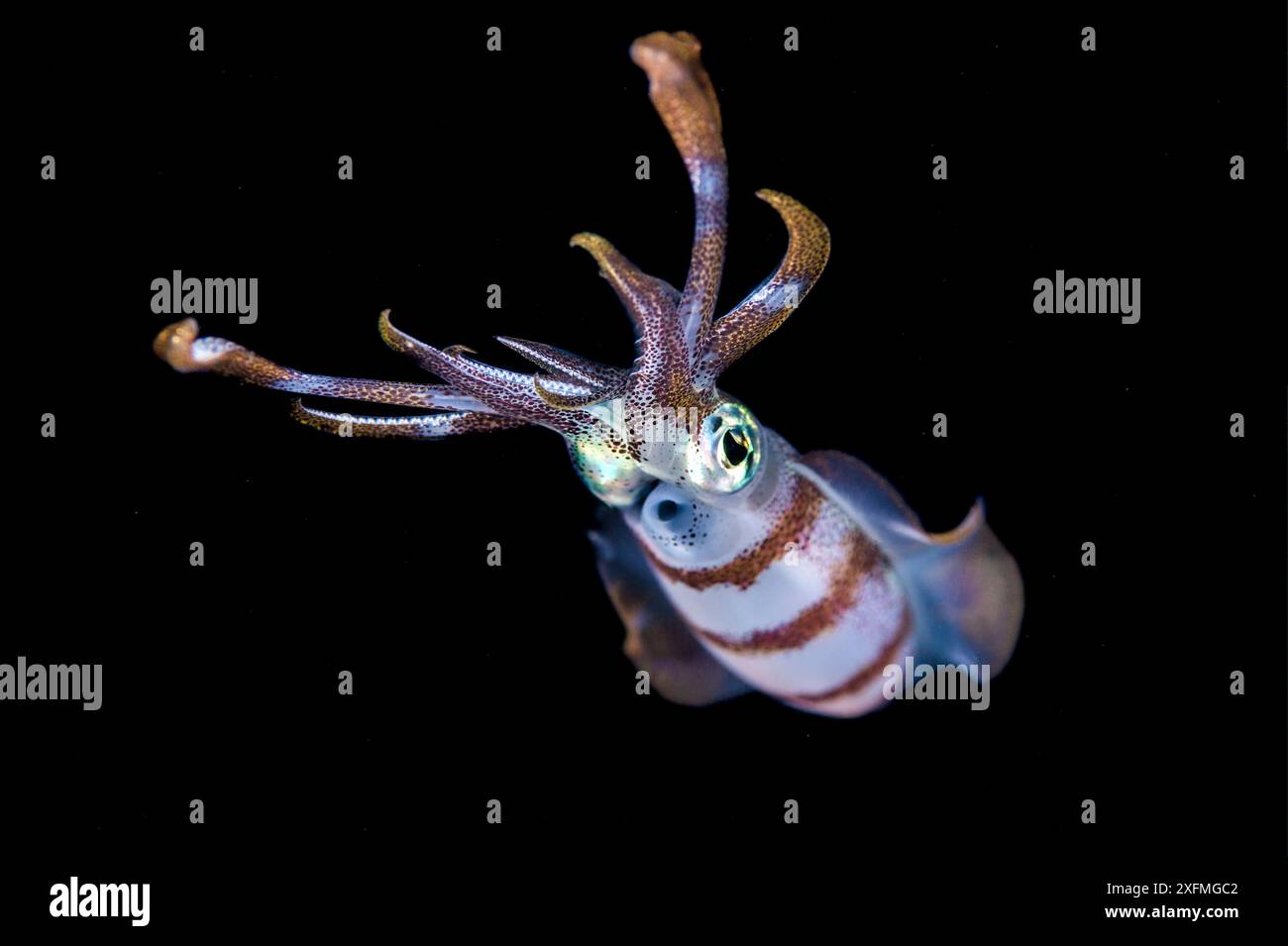 Bigfin reef squid (Sepioteuthis lessoniana) spreads its arms at night ...