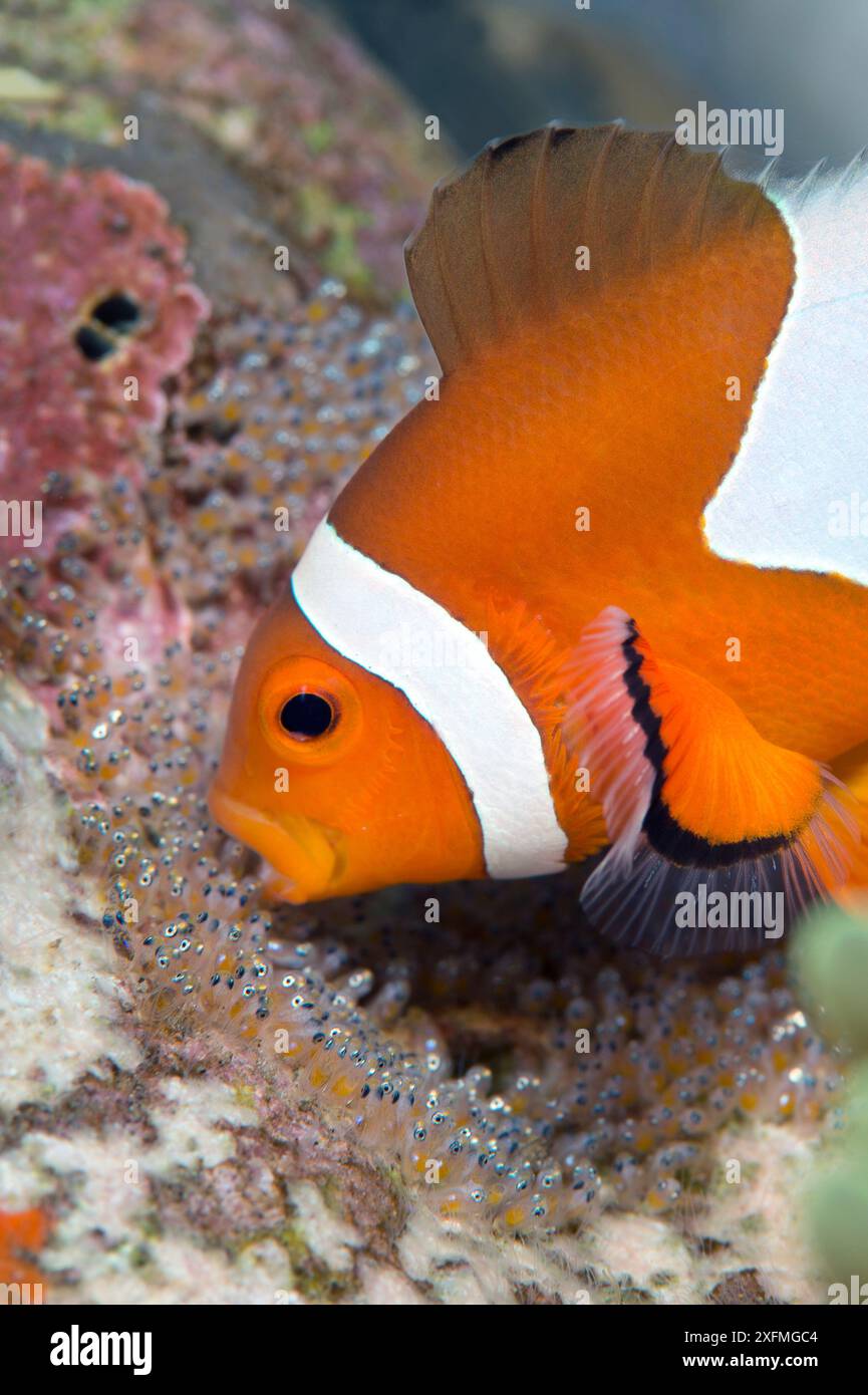 False clown anemonefish (Amphiprion oceallaris) male tending his eggs ...