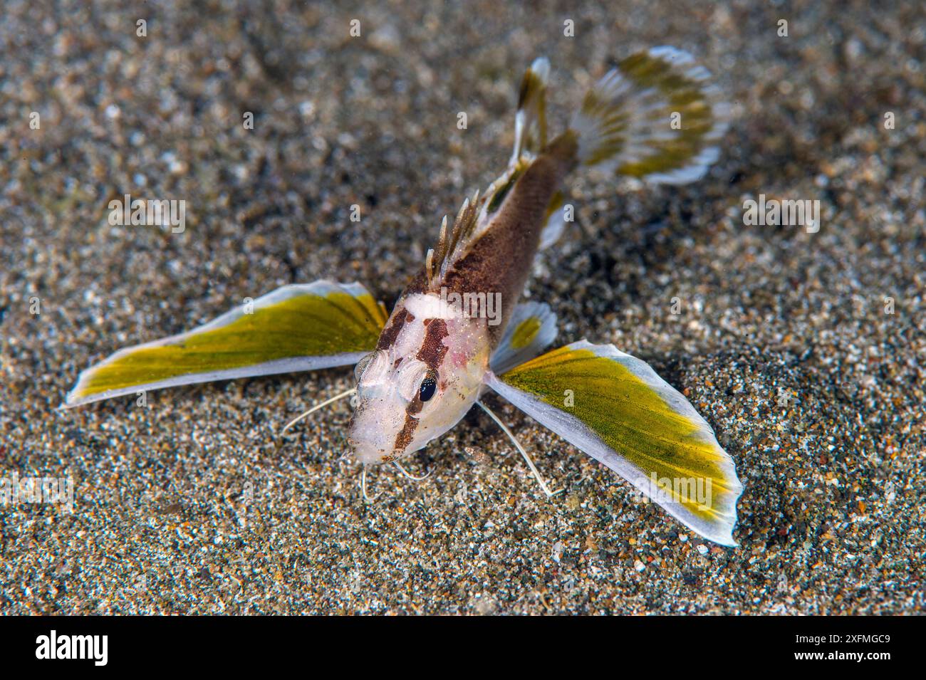 Distinctive pectoral fins hi-res stock photography and images - Alamy