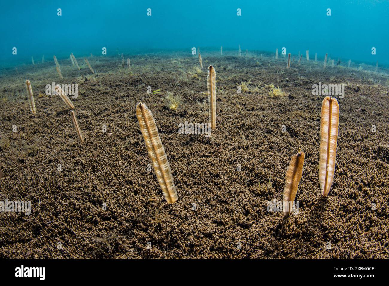 Seapens (Virgularia sp.) growing in shallow water on seabed of muddy ...