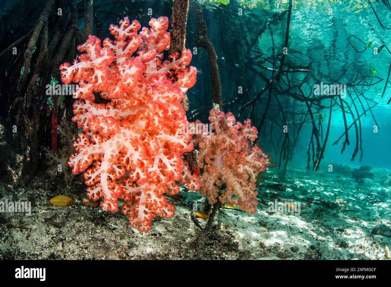 Red soft corals (Dendronephthya sp.) grow attached to the root of a ...