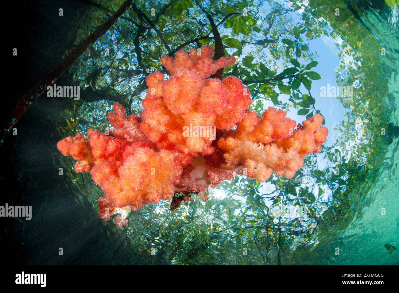 Red soft corals (Dendronephthya sp.) grow attached to the root of a ...