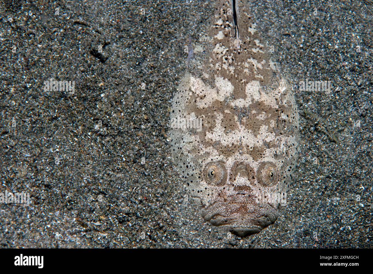 Whitemargin stargazer (Uranoscopus sulphureus) burried in the sand, at ...