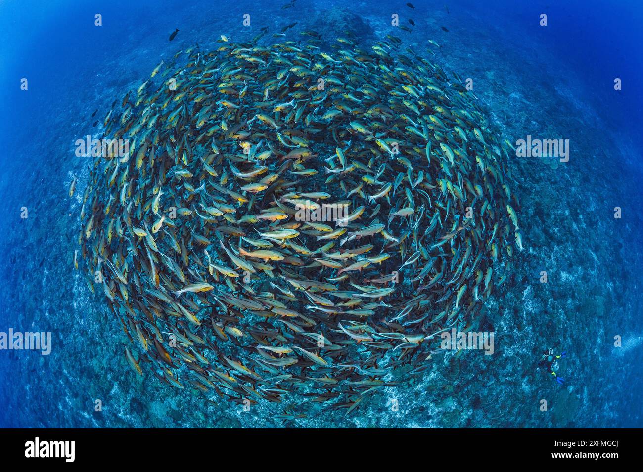 Large school of Bohar snappers (Lutjanus bohar) swimming in a tight ...