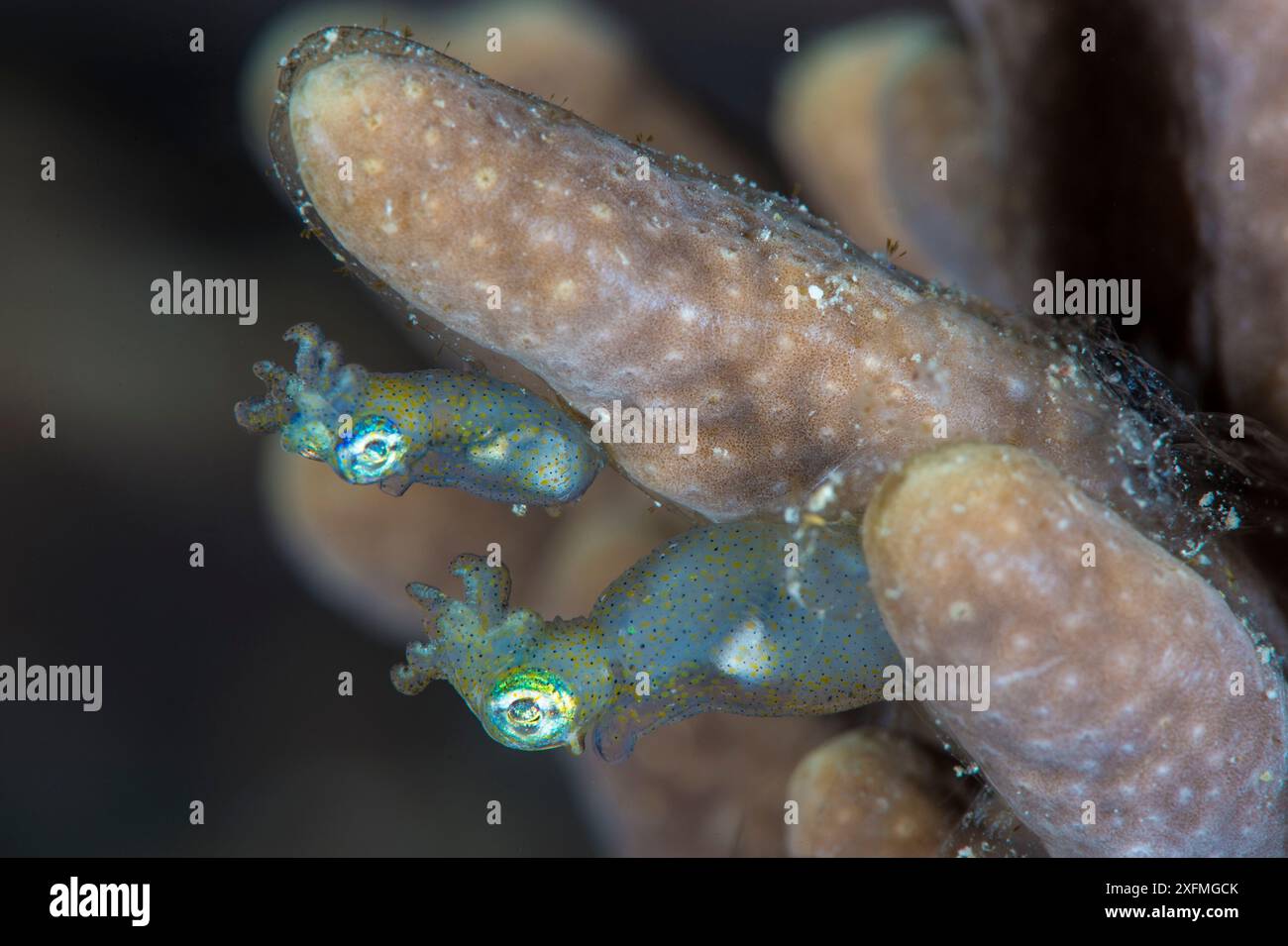 Pygmy squid (Idiosepius sp.) pair sheltering under a piece of coral at ...