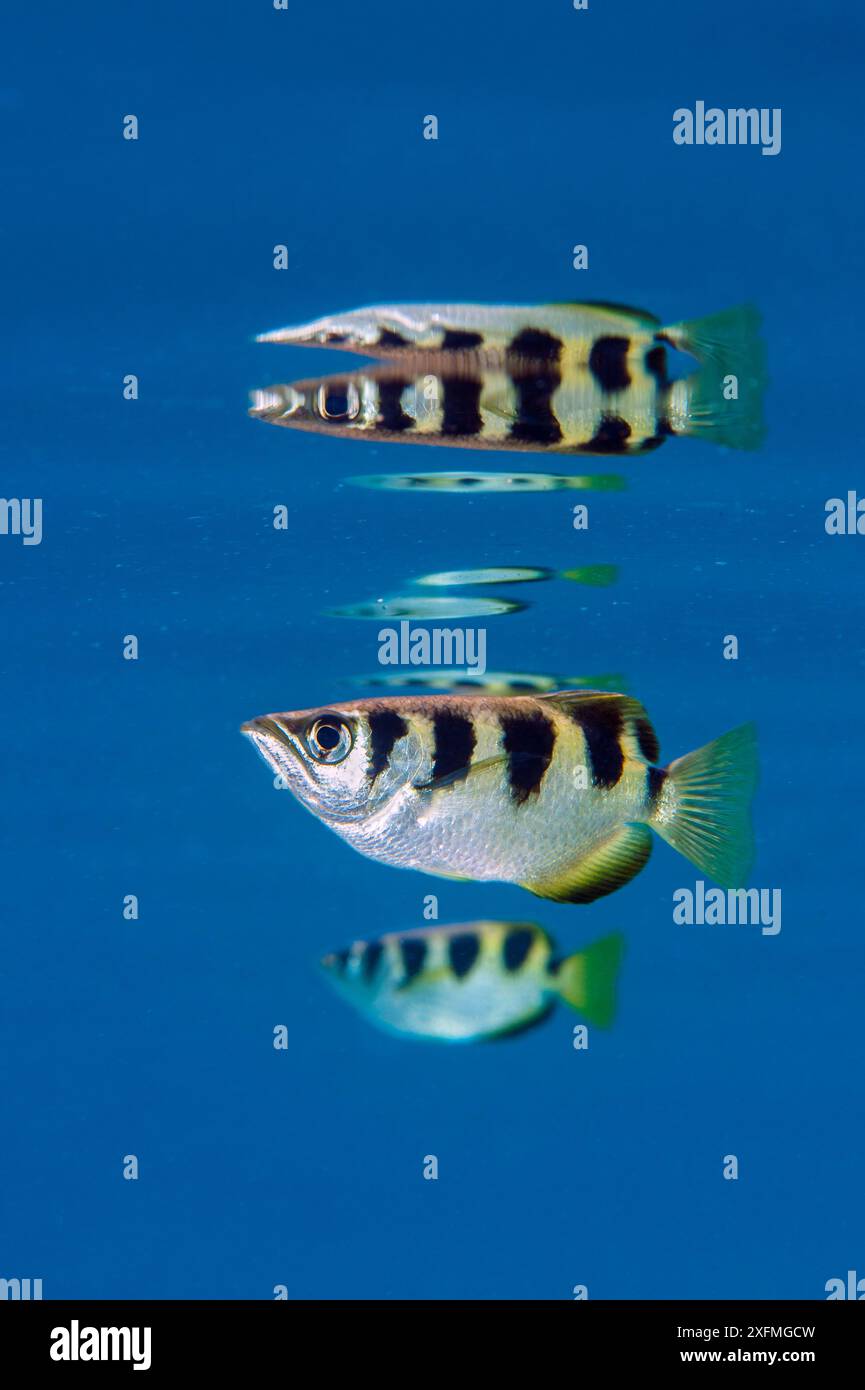 Archer fish (Toxotes jaculatrix) reflected in the sheltered water ...