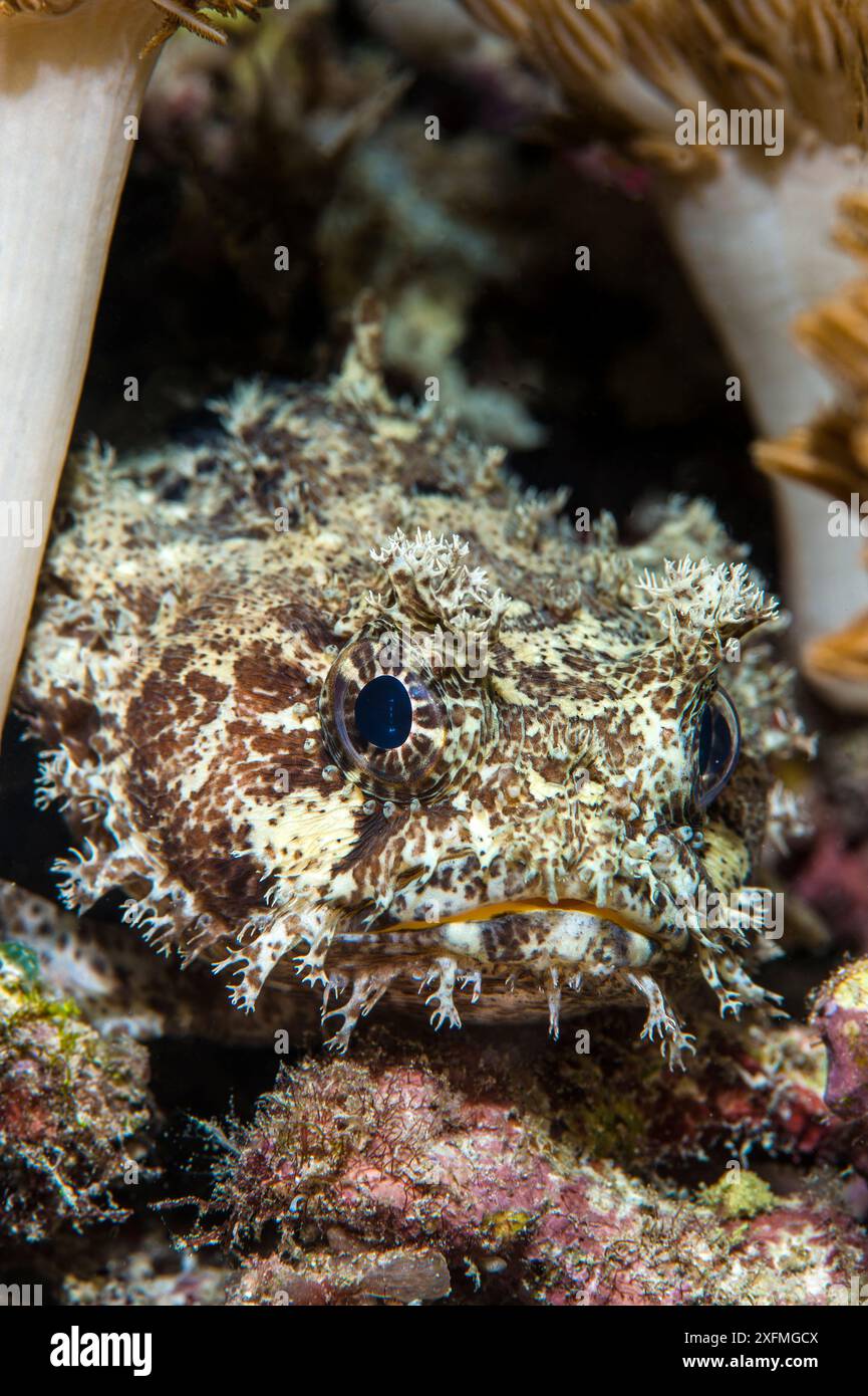 Banded toadfish (Halophryne diemensis) emerging from between soft ...