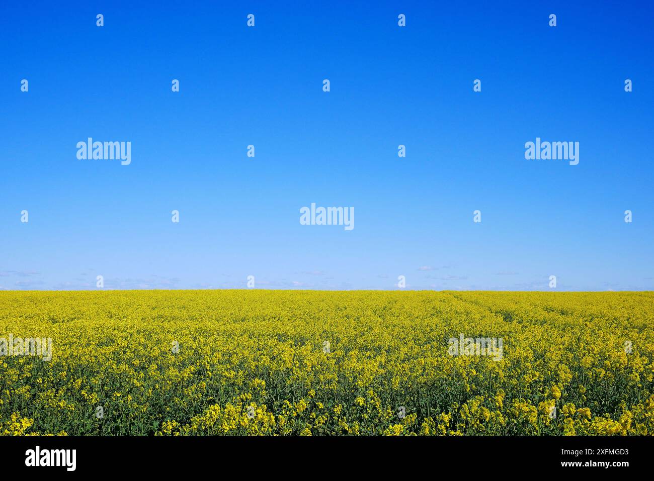 Rapeseed crop ukraine hi-res stock photography and images - Alamy