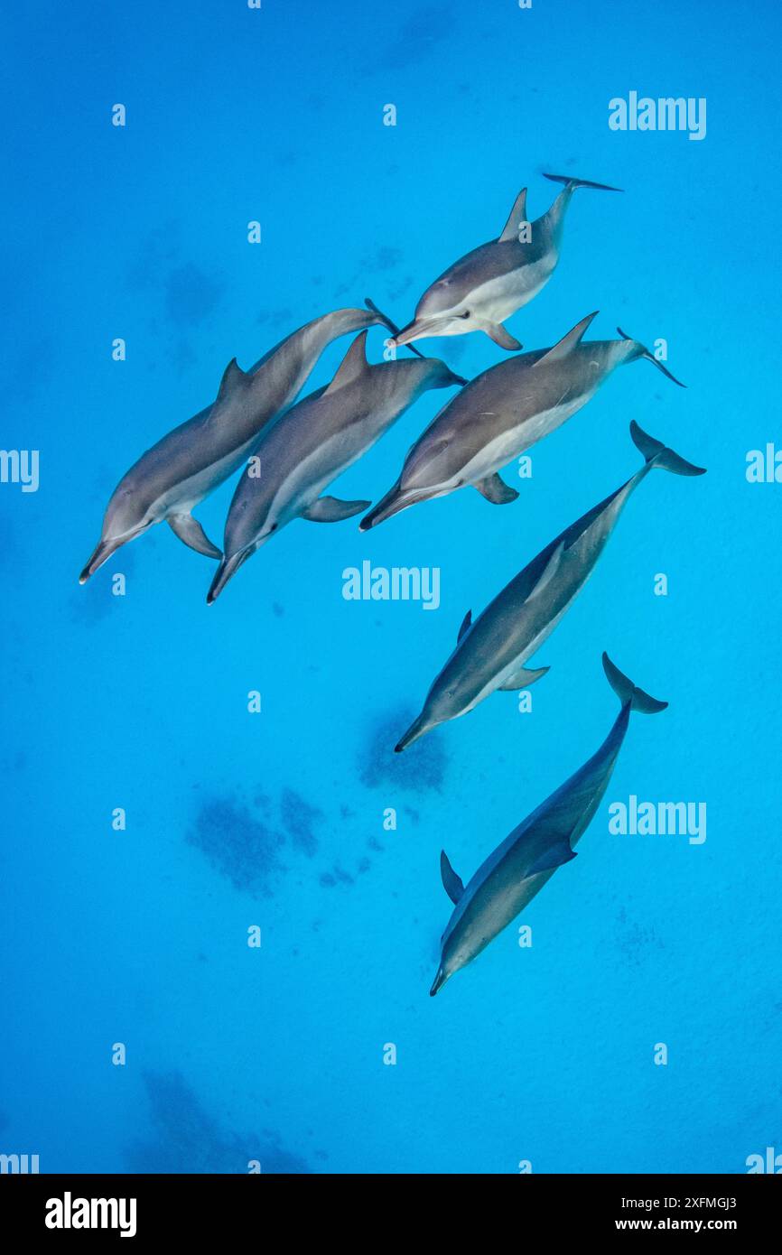 Spinner dolphins (Stenella longirostris) pod swimming over a shallow ...