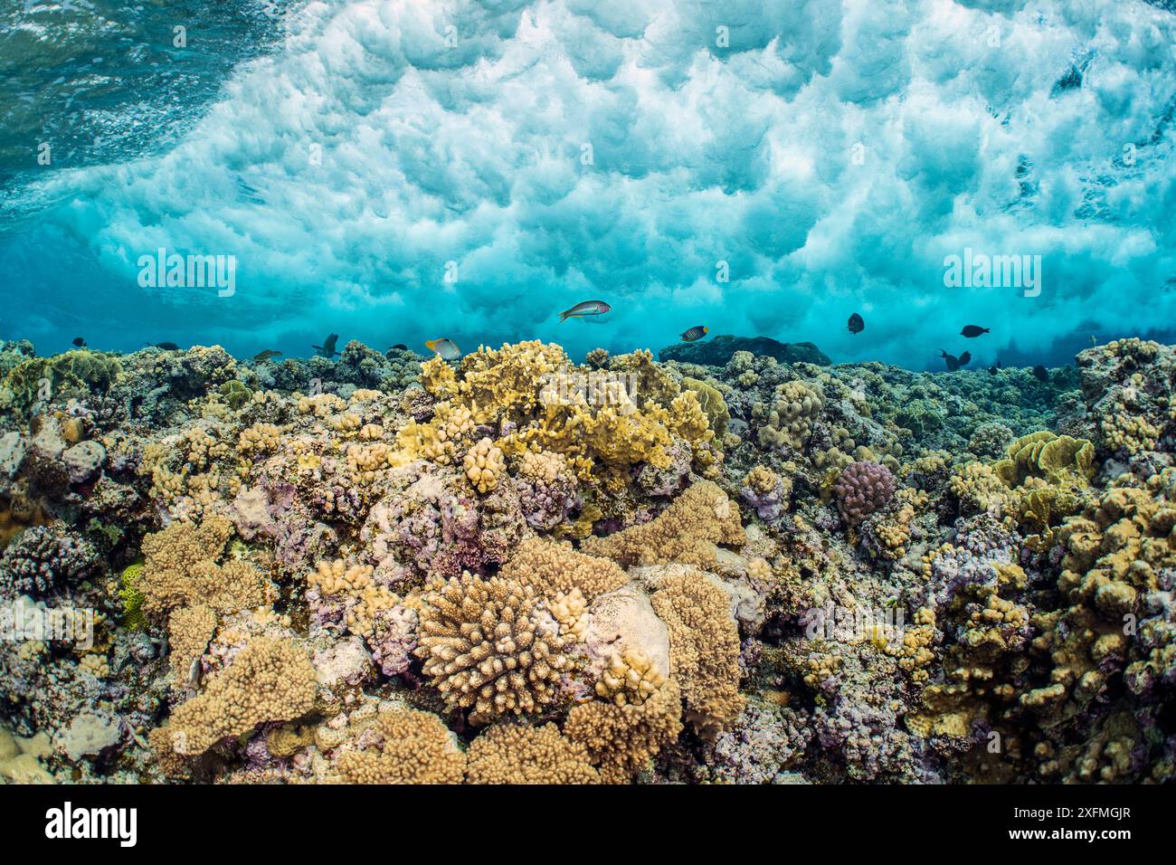 Wave breaks on a coral reef, creating clouds of bubbles beneath the ...