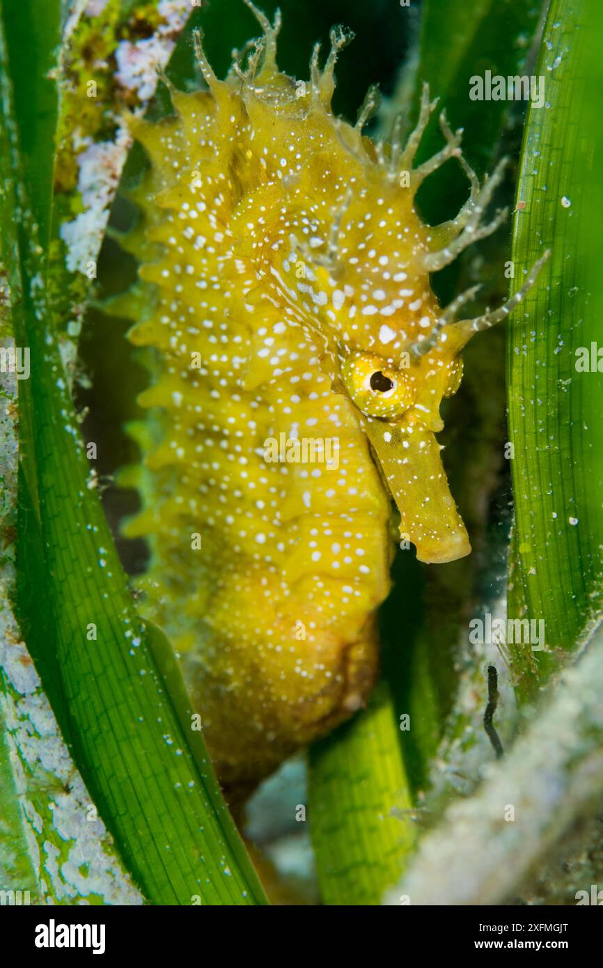 Long snouted seahorse sea grass hi-res stock photography and images - Alamy