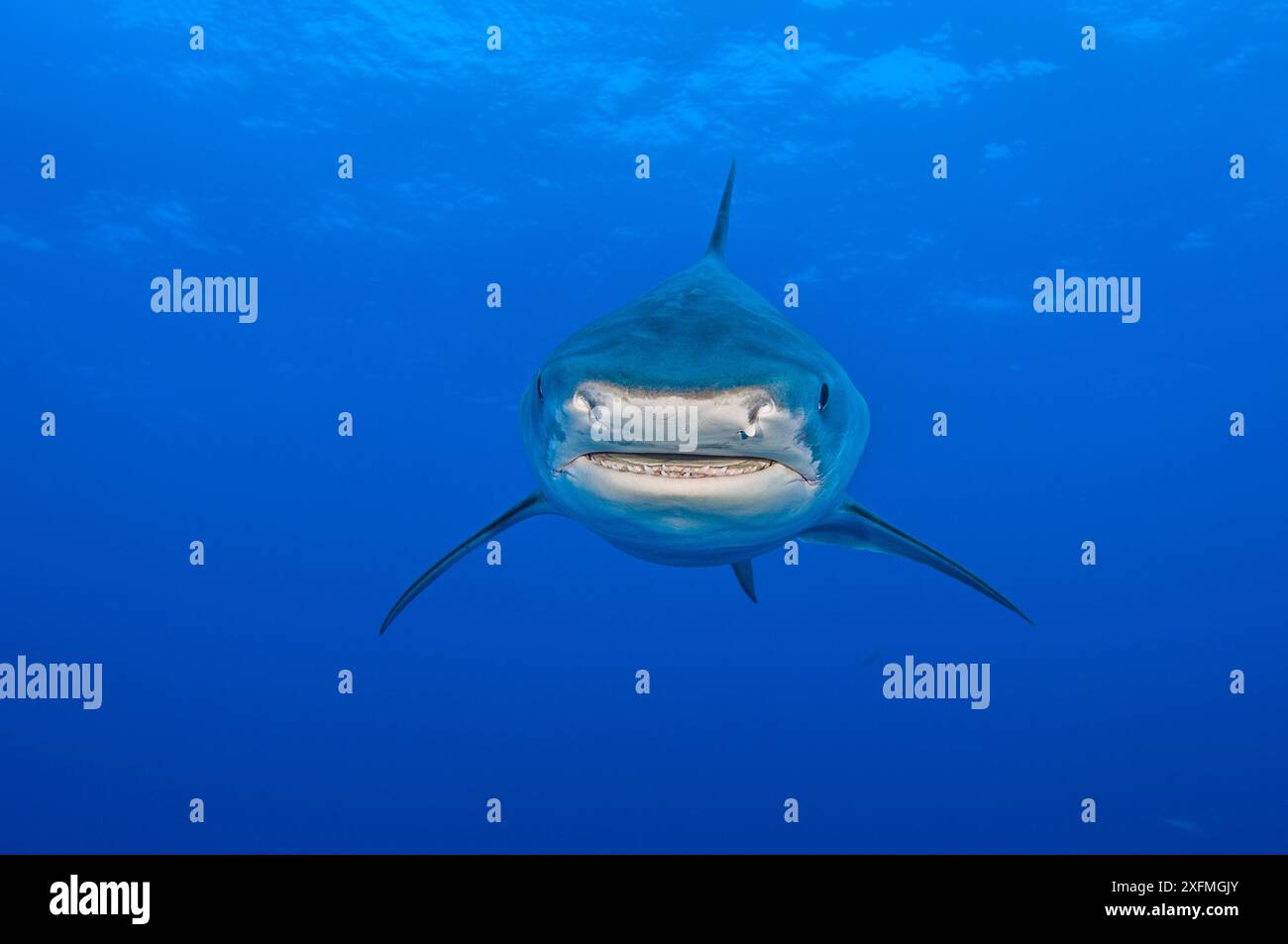 Tiger shark (Galeocerdo cuvier) in open water. Grand Bahama, Northwest ...