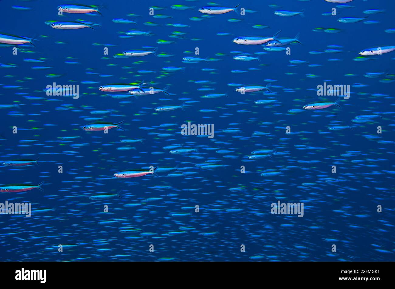 Fusiliers including, Neon fusilier (Pterocaesio tile) and Randall's ...