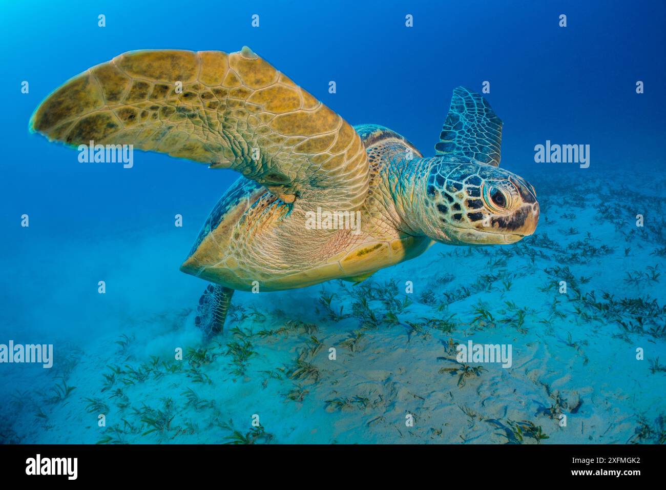 Green turtle (Chelonia mydas) begins to swim back to the surface to ...