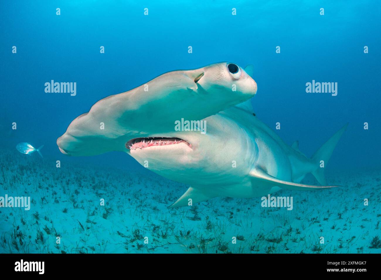 A portrait of a female great hammerhead shark (Sphyrna mokarran ...