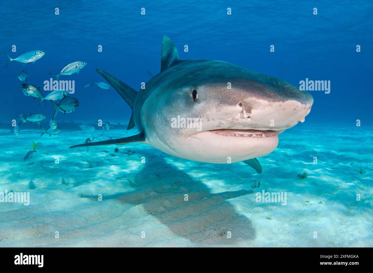 A large female tiger shark (Galeocerdo cuvier) in shallow water. Little ...