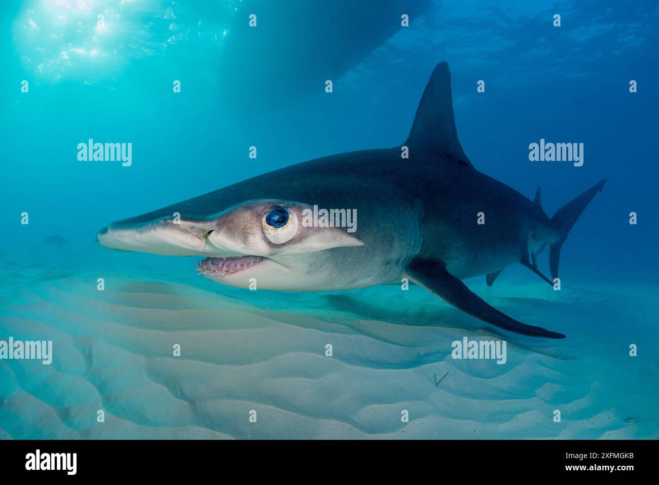 Great hammerhead shark (Sphyrna mokarran) female in shallow water ...
