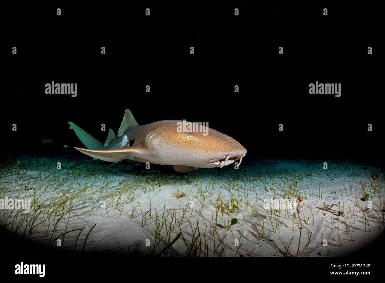 Nurse shark (Ginglymostoma cirratum) cruising over seagrass at night ...