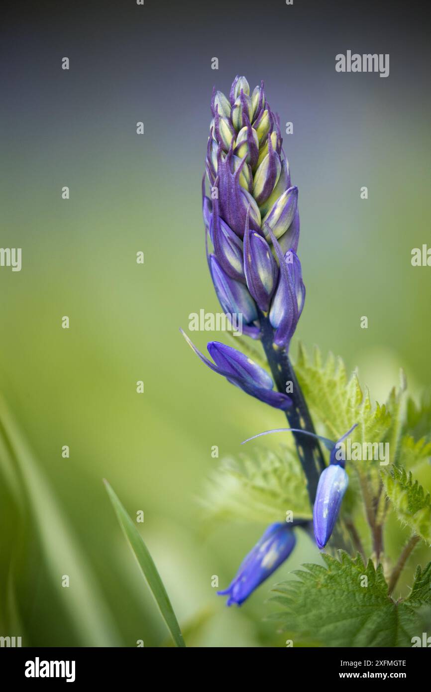 Single Bluebell (Hyacinthoides non-scripta) flower in bud, Dorset ...