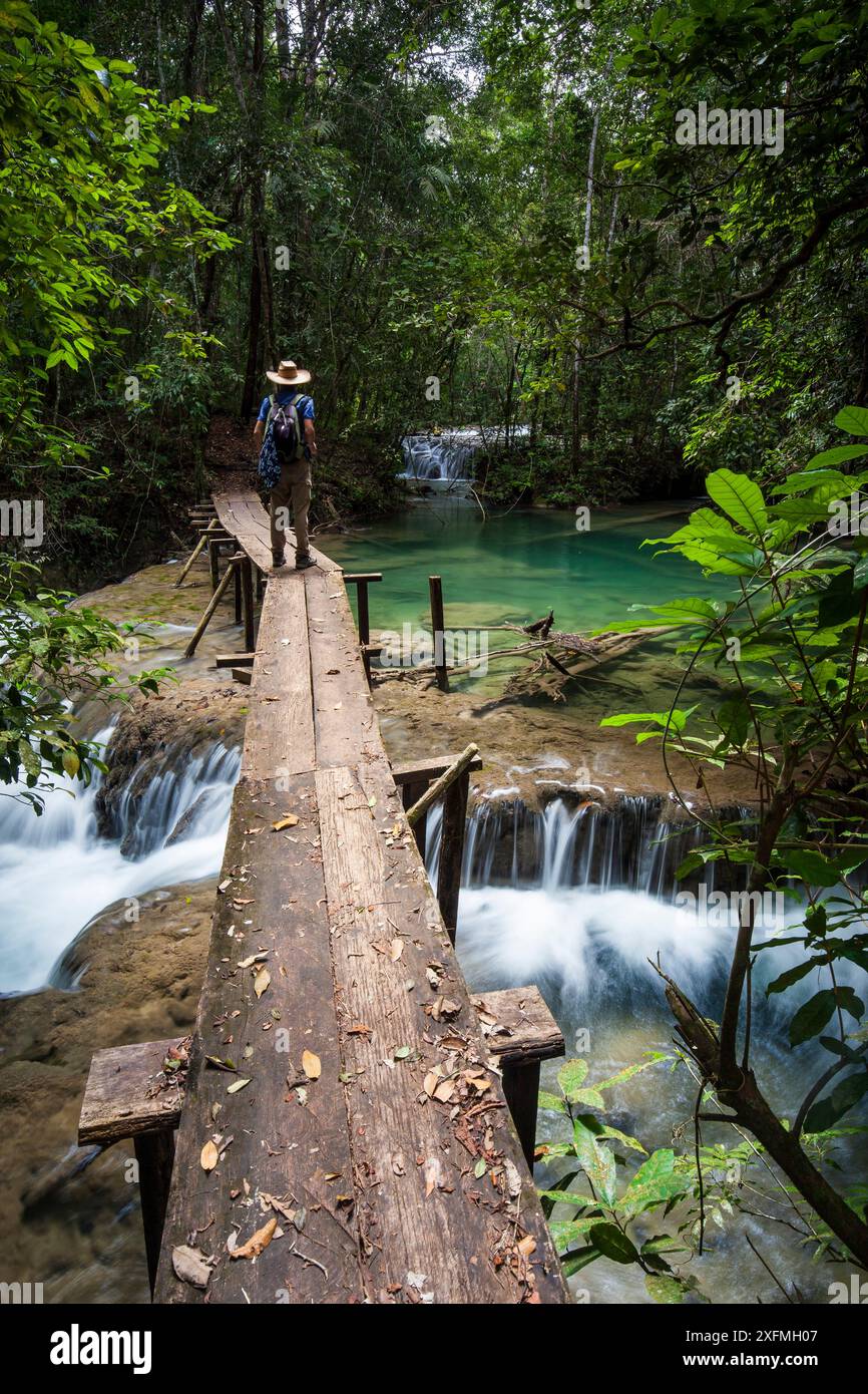 Rainforest scene in Lacan-tun, Montes Azules Biosphere Reserve, Chiapas ...