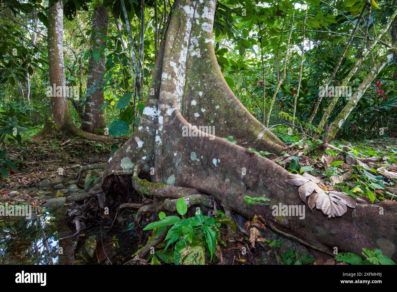 Buttress roots of rainforest tree, Palenque National Park. Pre-Hispanic ...