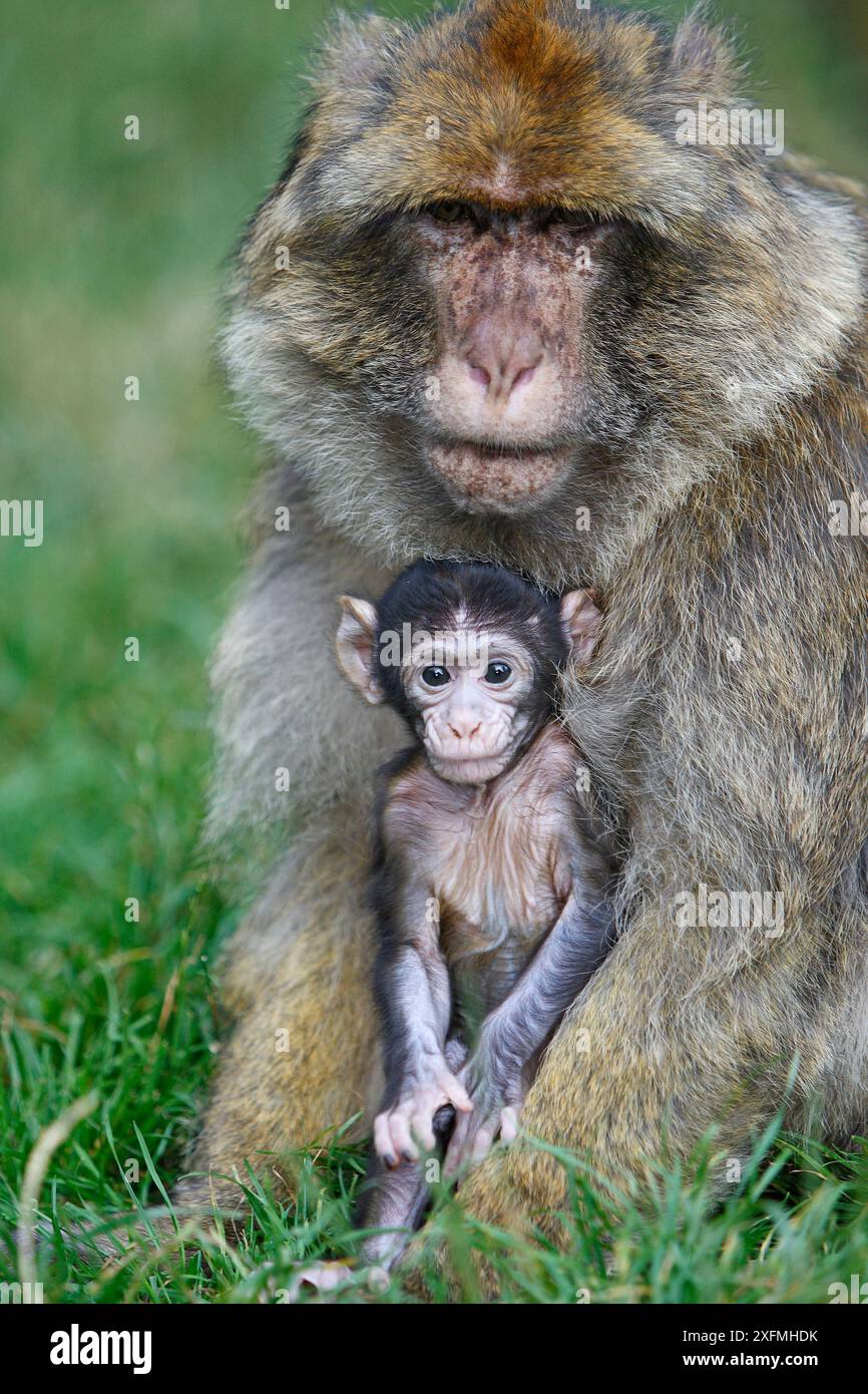 Barbary macaque (Macaca sylvanus), infant and adult male, La Montagne ...