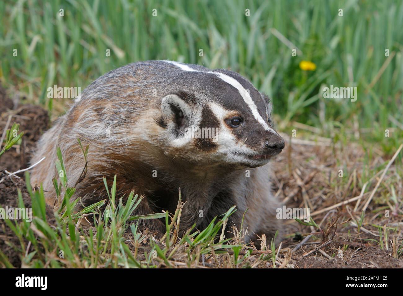 American badger (Taxidea taxus) near the burrow, captive, USA Stock ...