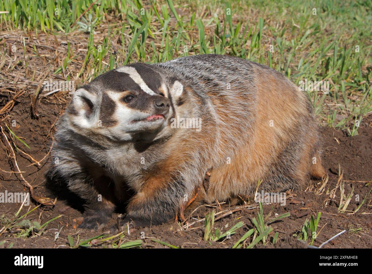 American badger (Taxidea taxus), near the burrow, captive, USA Stock ...