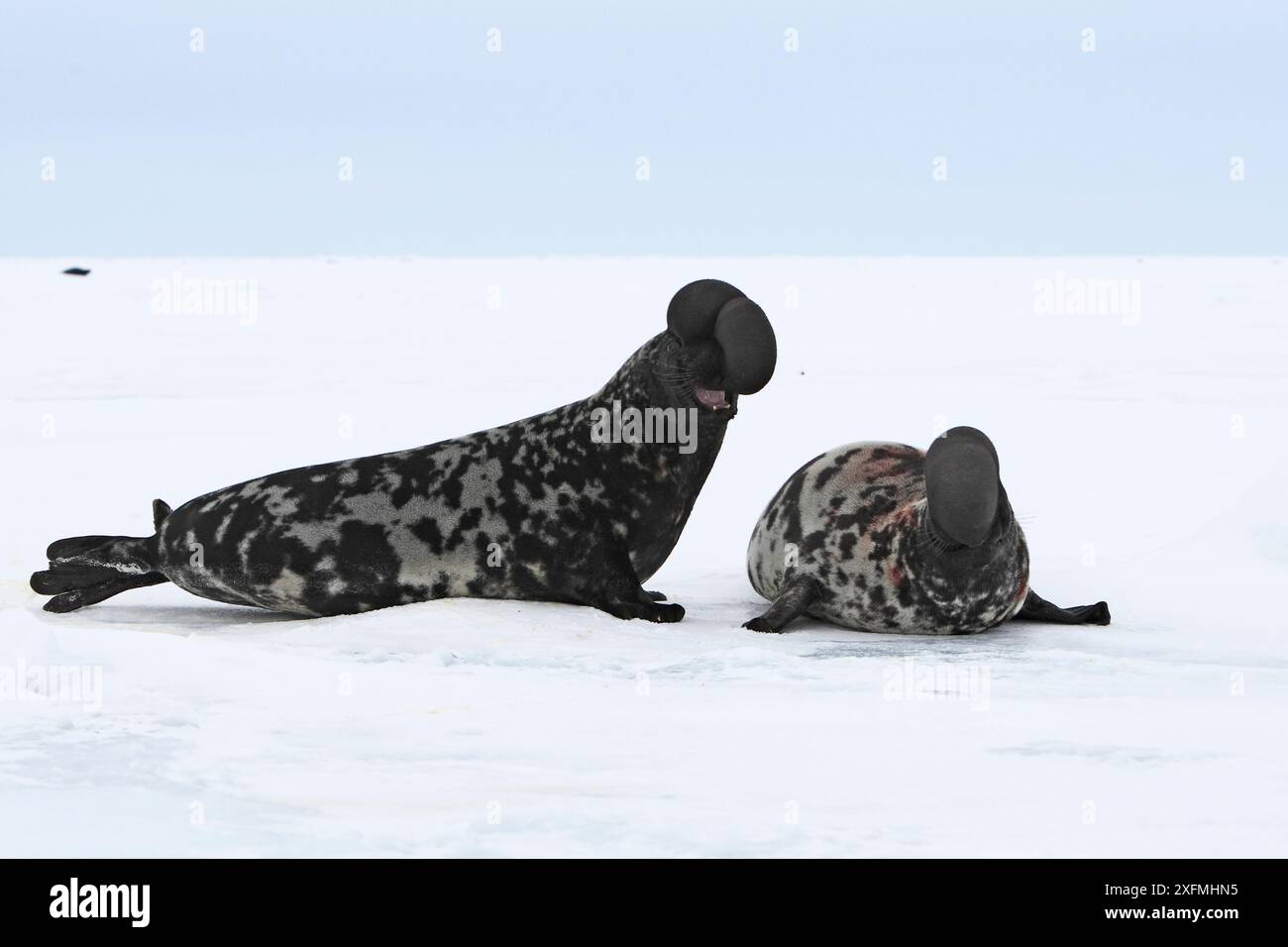 Hooded seals (Cystophora cristata), males with inflated nasal sac ...