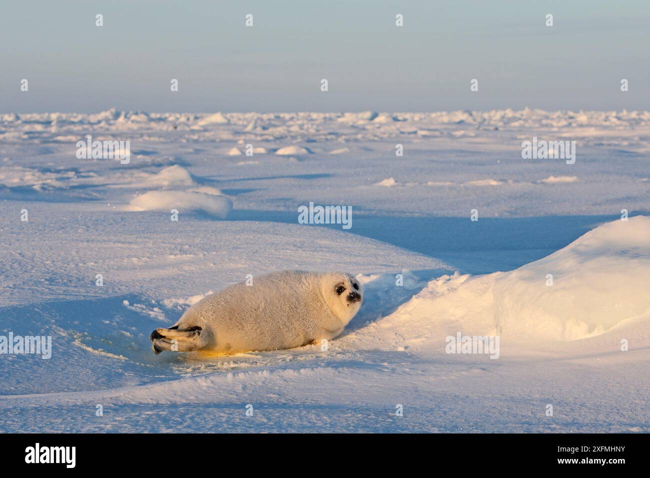Harp seal (Phoca groenlandica), baby on ice, Magdalen Islands, Canada ...