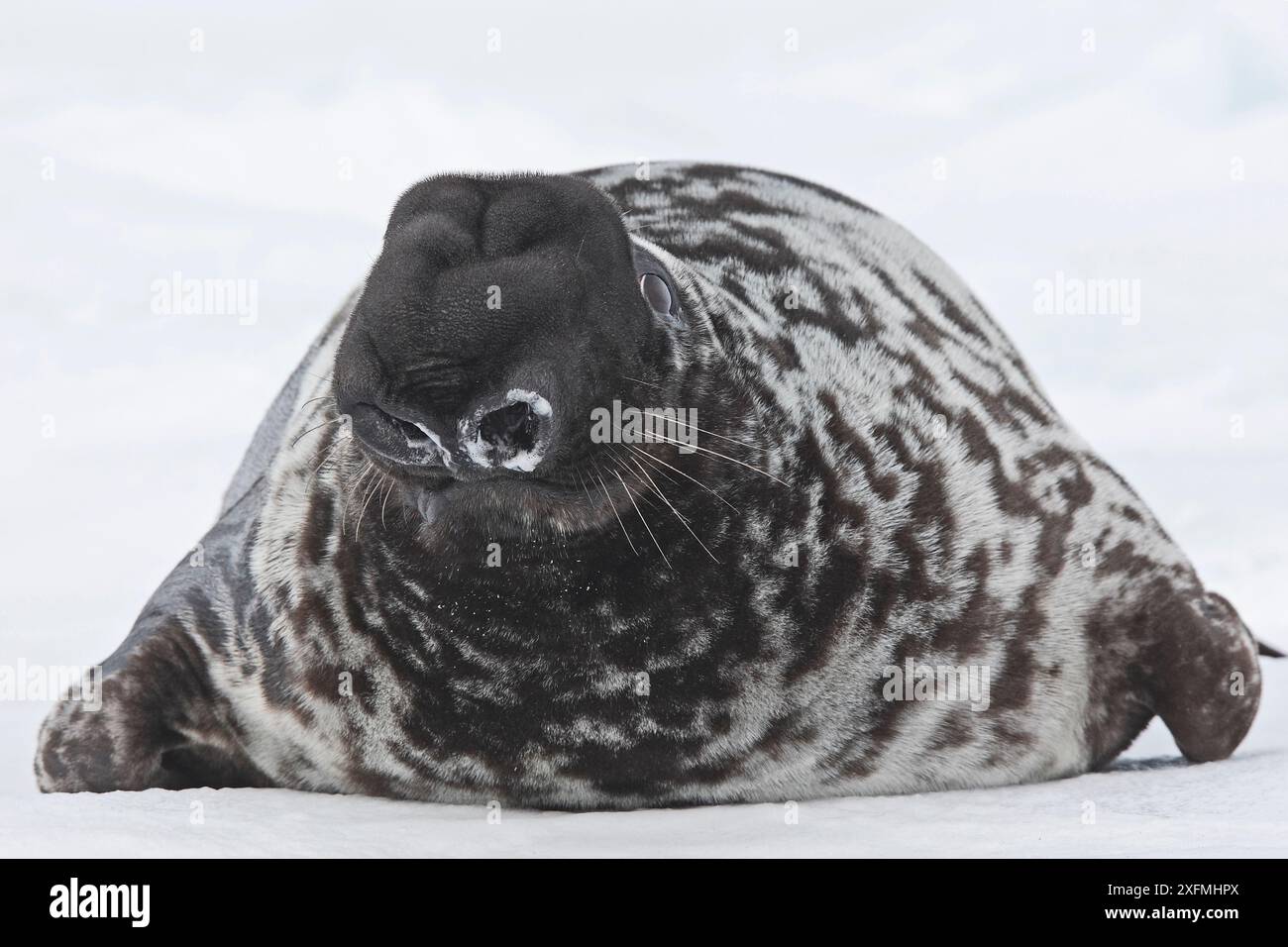 Hooded Seal (Cystophora cristata), male, Magdalen Islands, Canada Stock ...