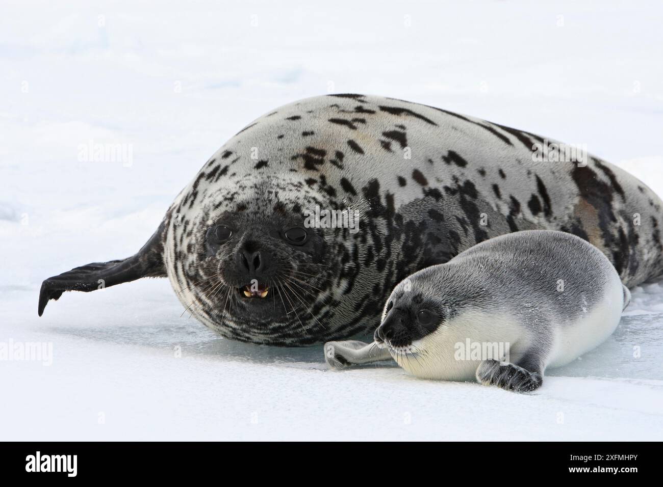Seal cystophora cristata hi-res stock photography and images - Alamy