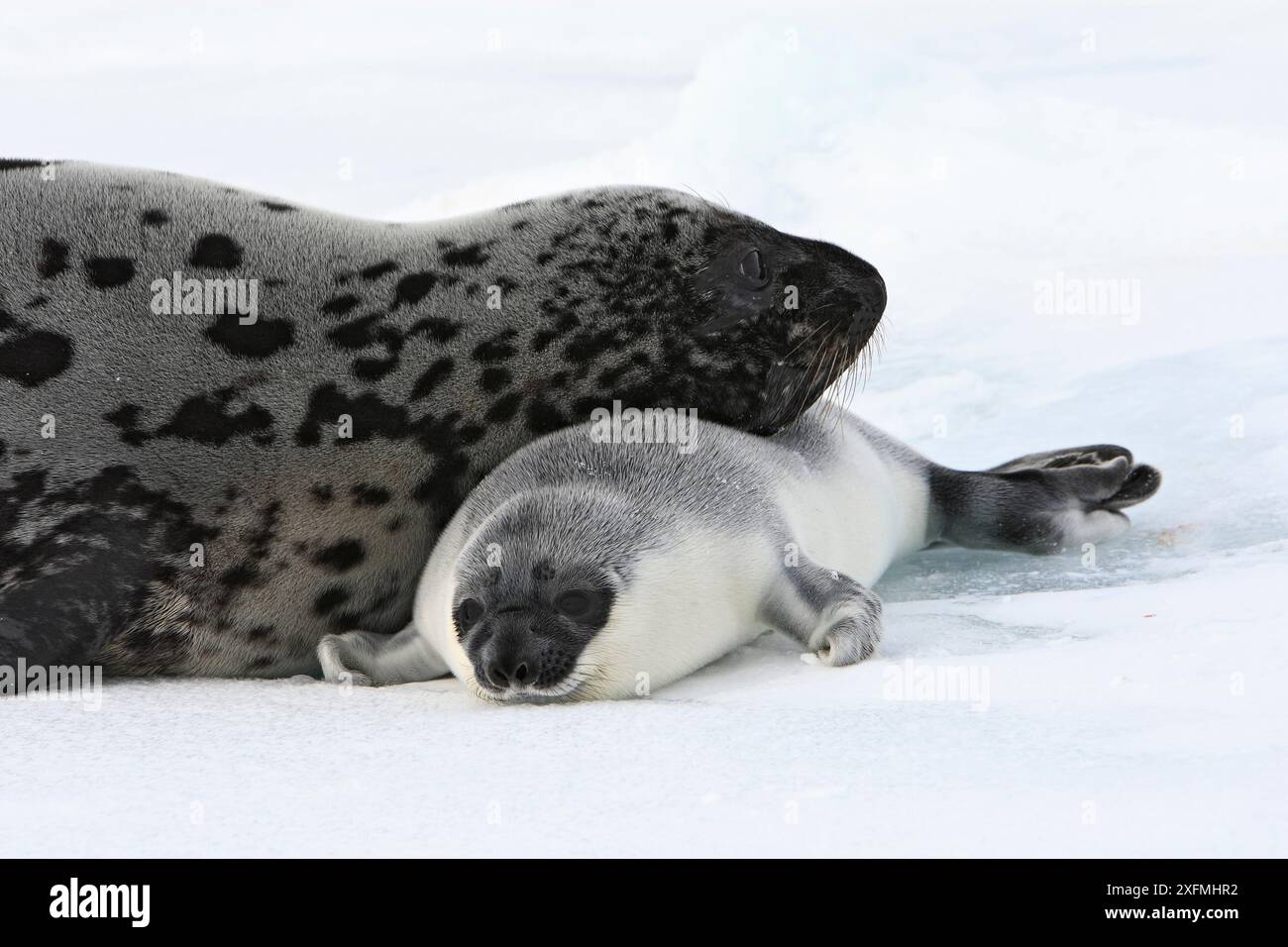 Hooded seal (Cystophora cristata), female and pup age 4 days, Magdalena ...