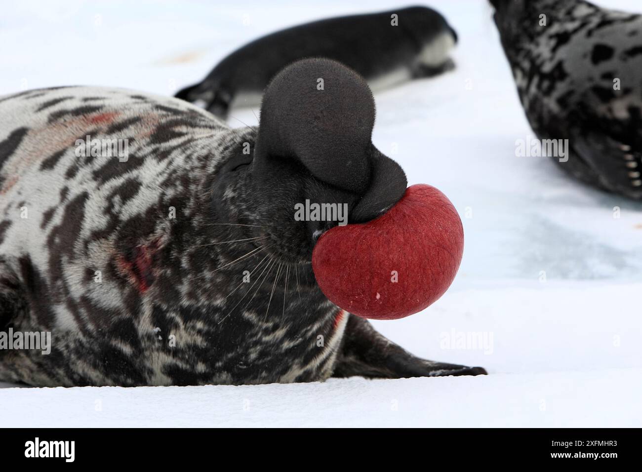 Hooded seal (Cystophora cristata), with inflated nasal sac during ...